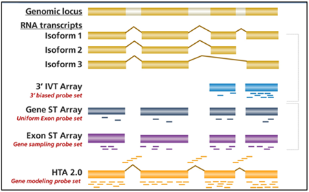 Microarrays de Affymetrix – Cabimer